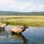 Yellowstone's Lamar Valley Wildlife Safari from Gardiner - Who Will Love This Tour?