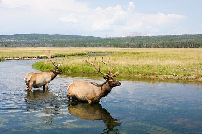 Yellowstone's Lamar Valley Wildlife Safari from Gardiner - Who Will Love This Tour?