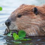 Yellowstone's Lamar Valley Wildlife Safari from Paradise Valley - The Experience: What Travelers Can Expect