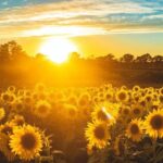 Yolo: Vineyards, Farms & Cultural Gems - Audio Driving Tour - What Sets This Tour Apart