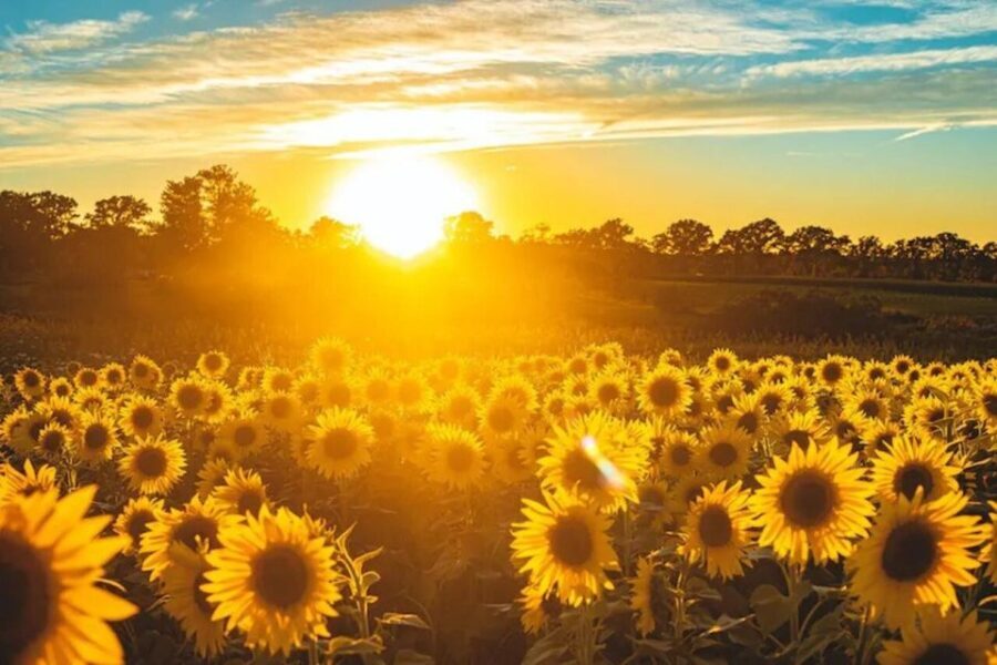 Yolo: Vineyards, Farms & Cultural Gems - Audio Driving Tour - What Sets This Tour Apart