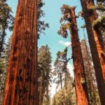 Yosemite and Giant Sequoias Day Tour - Yosemite Falls: An Iconic Waterfall
