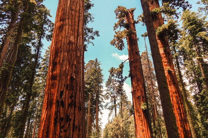 Yosemite and Giant Sequoias Day Tour - Yosemite Falls: An Iconic Waterfall