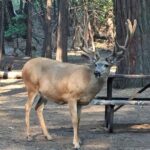 Yosemite: Full-Day Tour with Lunch and Hotel Pick-up - Final Thoughts: Who Is This Tour For?