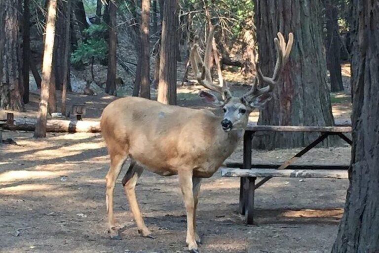 Yosemite: Full-Day Tour with Lunch and Hotel Pick-up - Final Thoughts: Who Is This Tour For?