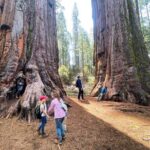 Yosemite Magic: Highlights, Sunset, and S'mores - Exploring the Yosemite Itinerary: What You’ll Experience