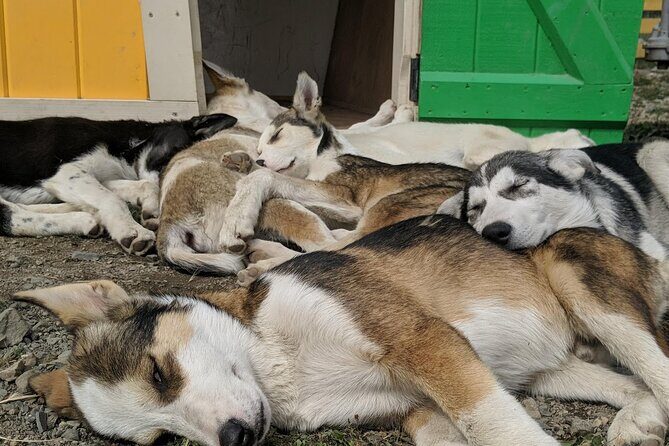 Yukon Husky Puppy Play Time & Summit Tour - A Detailed Look at This Skagway Adventure