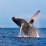 Zodiac Raft Whale Watching Adventure - Marine Life Abundance and Encounters