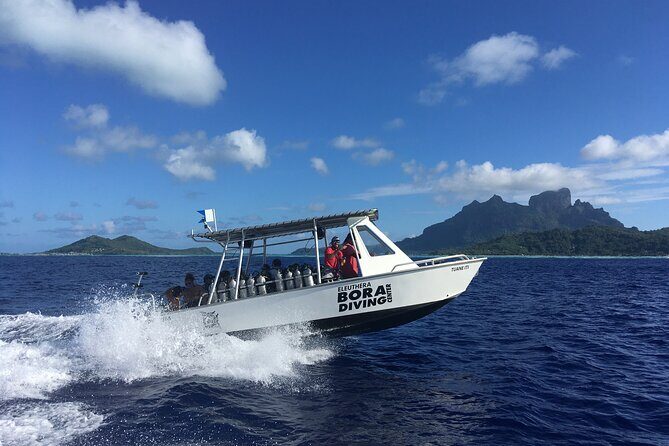 1 Afternoon Dive for Certified Divers in Bora Bora - Analyzing the Value