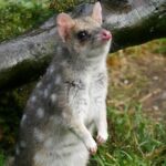 1-Hour Tasmanian Devil Feeding Day Tour at Cradle Mountain - Is This Tour Worth the Price?
