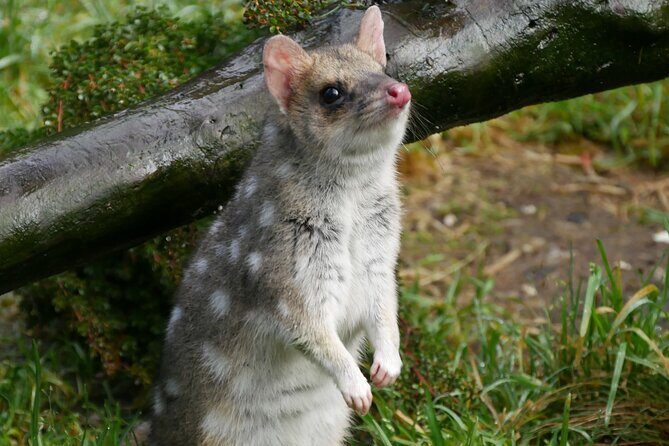 1-Hour Tasmanian Devil Feeding Day Tour at Cradle Mountain - Is This Tour Worth the Price?