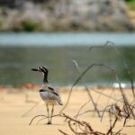 1770 Coastline Tour by LARC Amphibious Vehicle Including Picnic Lunch - In-Depth Look at the Itinerary