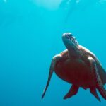 2 Day & 2 Night Whitsundays Sailing Adventure on Broomstick - Frequently Asked Questions