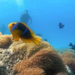 2 Dives in the morning for certified divers in Bora Bora - An In-Depth Look at the Bora Bora Dive Experience