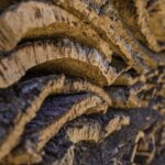 2 hr Walk in the Cork Forest - Discovering Portugal’s cork forests: a respectful and intimate look