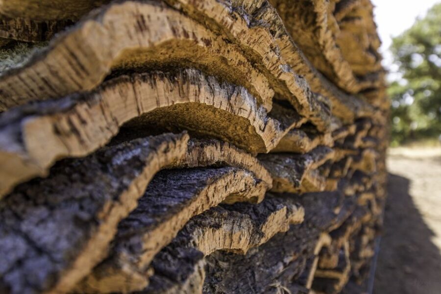 2 hr Walk in the Cork Forest - Discovering Portugal’s cork forests: a respectful and intimate look