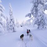 8-10km. Husky Safari from Rovaniemi and visting the Kennel - Why It Stands Out