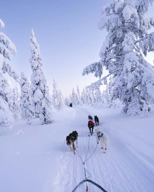 8-10km. Husky Safari from Rovaniemi and visting the Kennel - Why It Stands Out