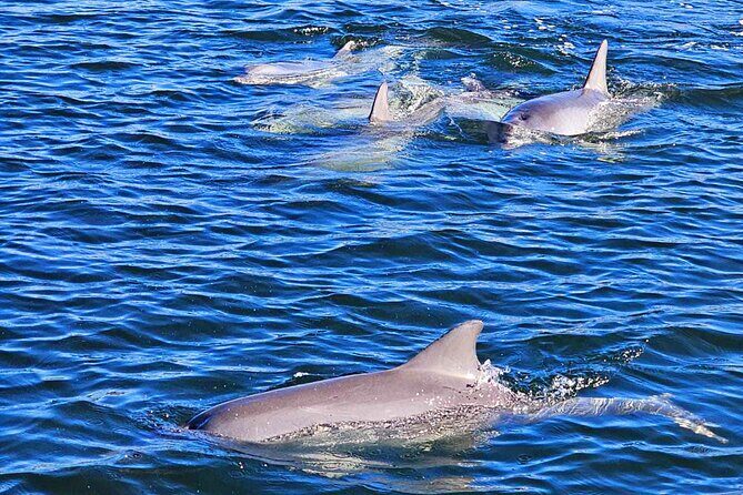 90 Minute Port River Dolphin & Ships Graveyard Cruise - FAQ