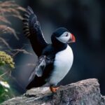 Aberdeen: Bullers of Buchan Puffin Watching Tour - The Sum Up