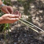 Aboriginal Heritage Walk - Royal Botanic Gardens Victoria, Melbourne Gardens - The Value of the Experience: Cost and Cultural Respect