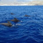 Adeje Classic Schooner: Whales, lunch & Los Gigantes Cliffs - What Really Sets This Tour Apart