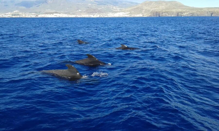 Adeje Classic Schooner: Whales, lunch & Los Gigantes Cliffs - What Really Sets This Tour Apart