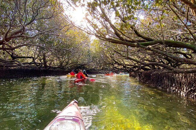 Adelaide Dolphin Sanctuary Mangroves Kayaking Tour - The Value and What You’re Getting