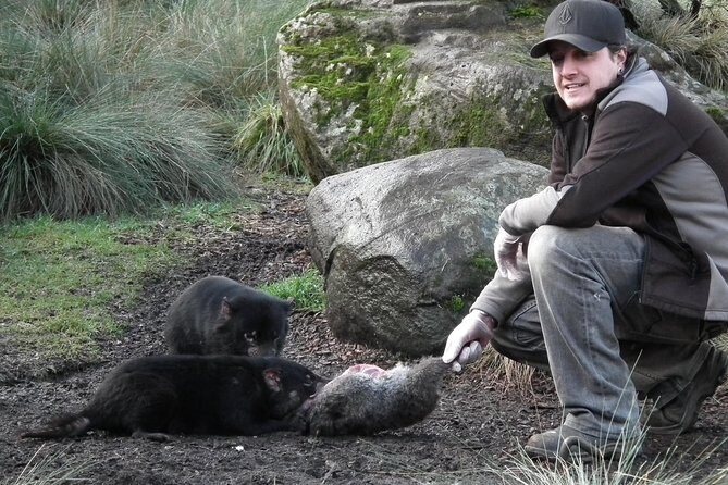 After Dark Tasmanian Devil Feeding Tour at Cradle Mountain - The Itinerary in Detail: What to Expect