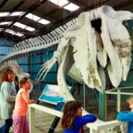 Albany's Historic Whaling Station Admission Ticket - Detailed Tour Breakdown