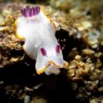 Albufeira: Double Ocean Dive for Certified Divers - What the Tour Includes and What to Keep in Mind