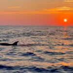 Alcudia: Dolphin Watching at Sunrise with Speedboat - An Honest Look at the Alcudia Dolphin Tour Experience