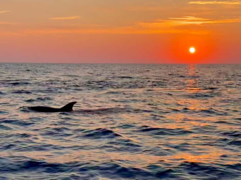 Alcudia: Dolphin Watching at Sunrise with Speedboat - An Honest Look at the Alcudia Dolphin Tour Experience
