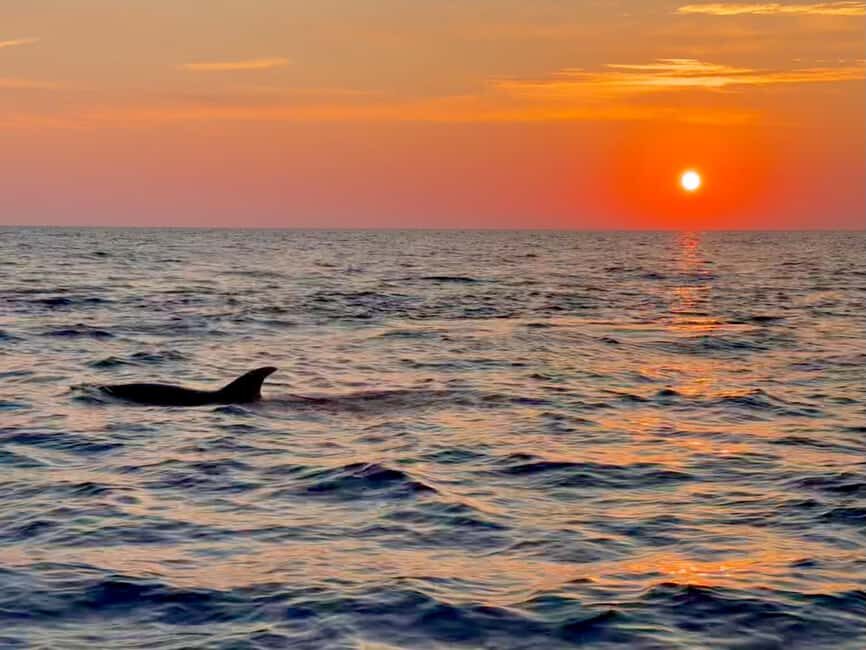 Alcudia: Dolphin Watching at Sunrise with Speedboat - An Honest Look at the Alcudia Dolphin Tour Experience