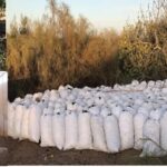 ALGARVE'S CAROB TRAIL - Visiting a Carob Plantation: Seeing where it all begins