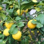 Alicante: UNESCO Heritage Palm grove + Artistic Garden Tour - The Cultural and Artistic Garden — A Quiet Retreat with Historical Charm