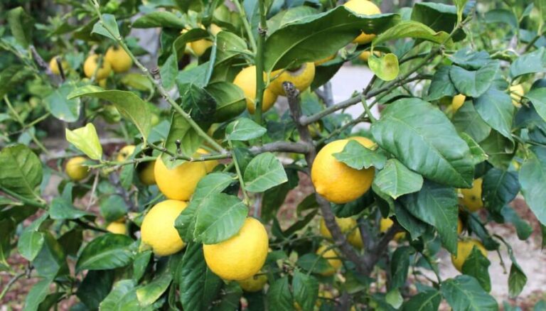 Alicante: UNESCO Heritage Palm grove + Artistic Garden Tour - The Cultural and Artistic Garden — A Quiet Retreat with Historical Charm