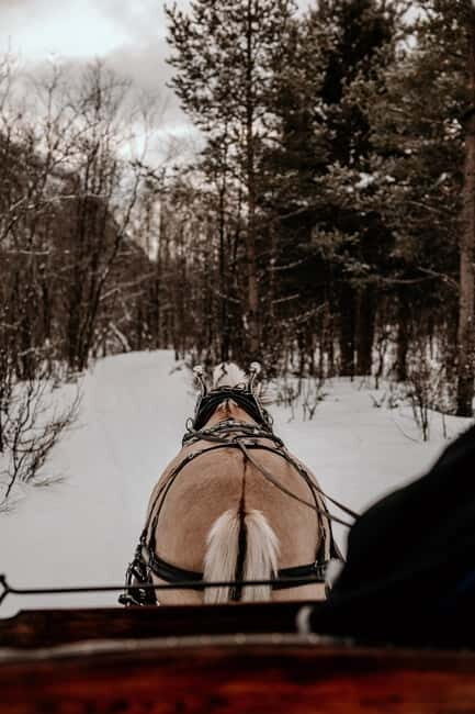 Alta: Sleigh Ride in the Arctic Countryside - Authenticity and Small-Group Charm