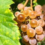Alvarinho Wine Route: Private Full Day Tour - Why This Tour Offers Great Value