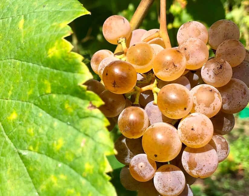 Alvarinho Wine Route: Private Full Day Tour - Why This Tour Offers Great Value