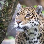 Amsterdam: ARTIS Royal Zoo Ticket with Animals on the Canal - Key Points