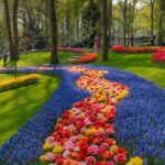 Amsterdam: Keukenhof Gardens & Tulip Fields Private Tour - The Bottom Line: Is This Tour Worth It?