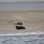 Amsterdam: Seal Safari at Waddensea UNESCO Site - Exploring the Waddensea: Seal Watching and Bird Migration