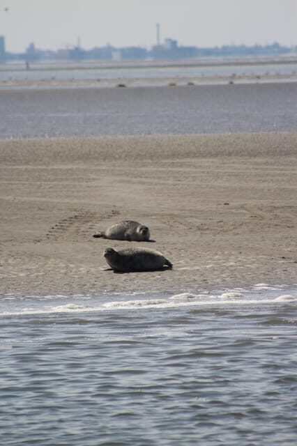 Amsterdam: Seal Safari at Waddensea UNESCO Site - Exploring the Waddensea: Seal Watching and Bird Migration