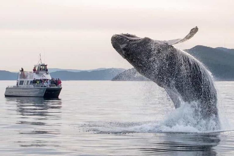 Anacortes: Whale and Orca Boat Tour near Seattle - Who Should Consider This Tour?