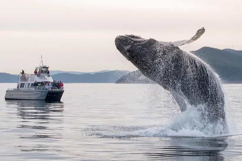 Anacortes: Whale and Orca Boat Tour near Seattle - Who Should Consider This Tour?