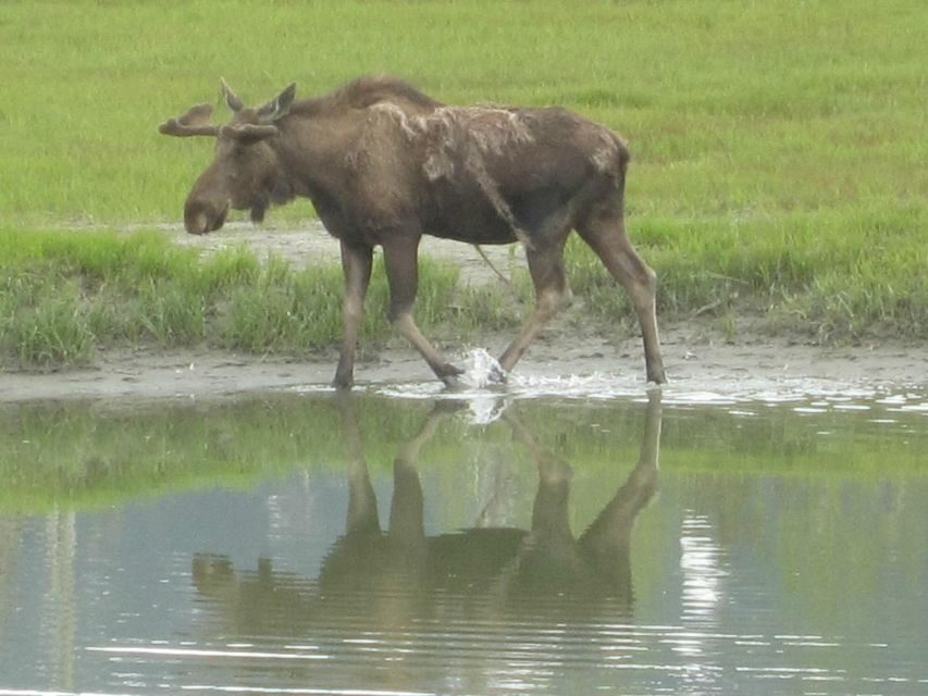 Anchorage: Portage Glacier and Wildlife Explorer Cruise - Why This Tour Provides Good Value