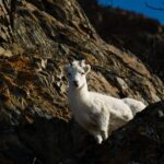 Anchorage: Turnagain Arm Highlights Photography Day Trip - Itinerary Breakdown: What You’ll See and Do