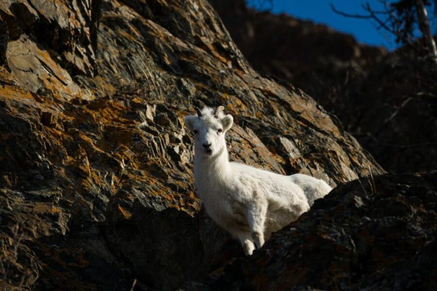 Anchorage: Turnagain Arm Highlights Photography Day Trip - Itinerary Breakdown: What You’ll See and Do