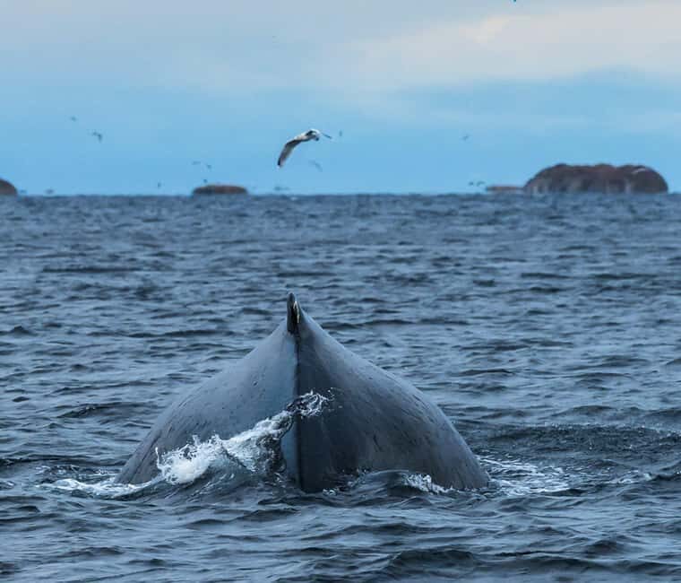 Andenes: Whale Watching/Puffin RIB Boat Tour from Bleik - The RIB Boat Experience: Up Close and Personal